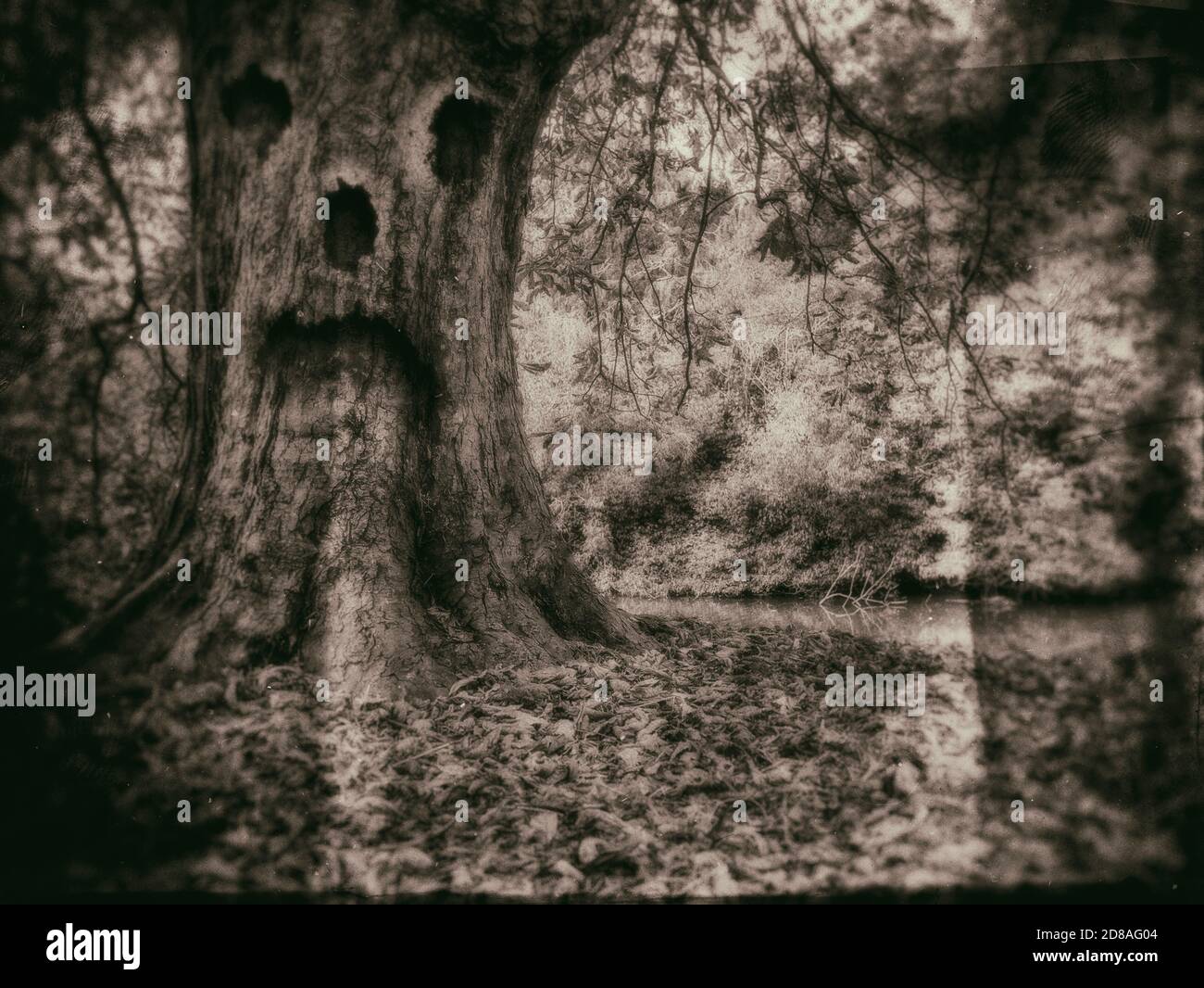 Distressed vintage style tree with face Stock Photo - Alamy