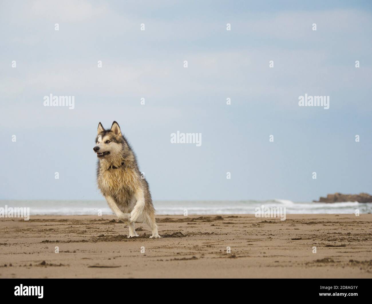 Female Alaskan Malamute running on a beach, Cornwall, UK Stock Photo ...