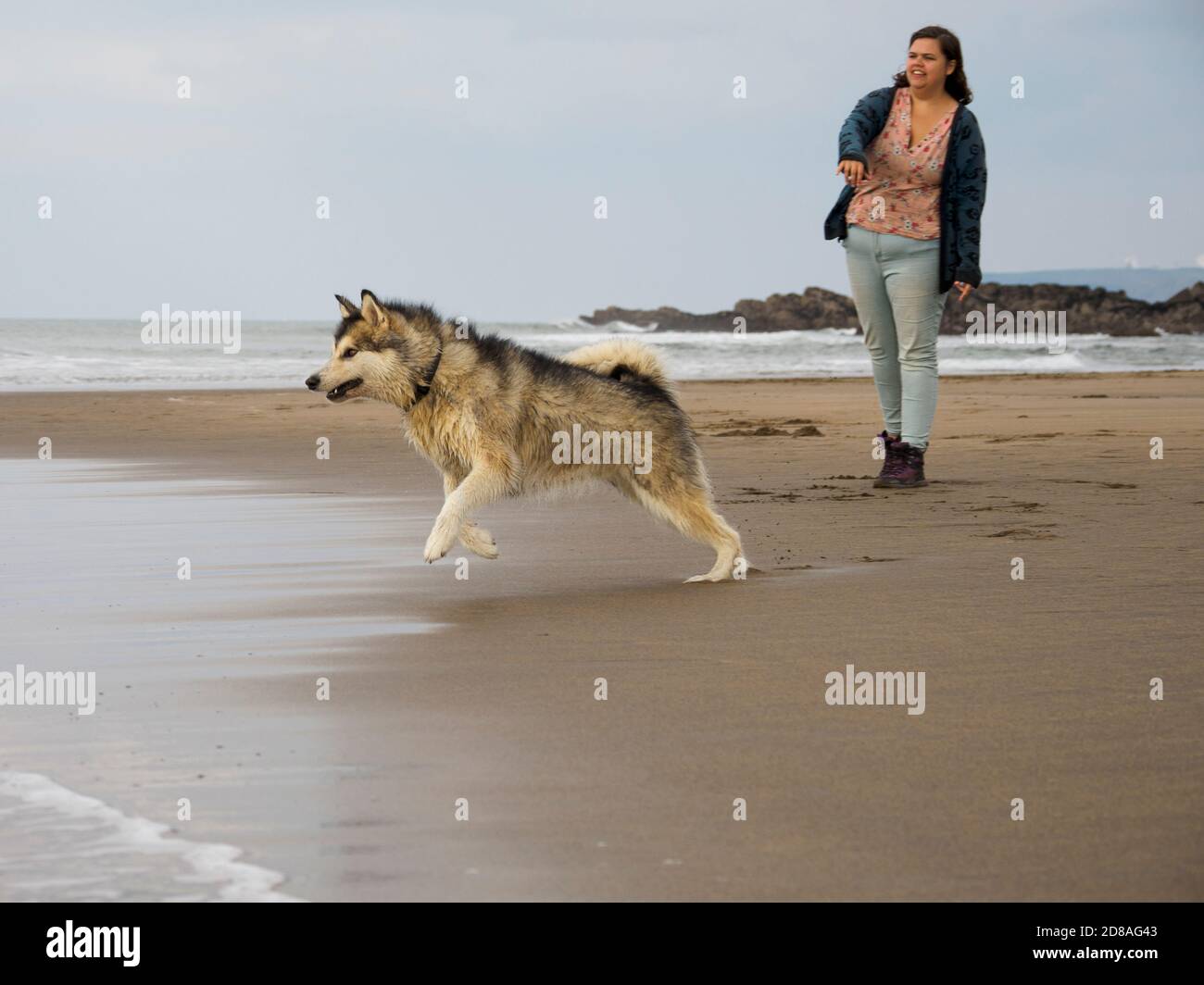 Dog and owner playing fetch on a beach, Cornwall, UK Stock Photo - Alamy