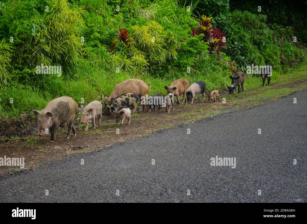Pigs herd hi-res stock photography and images - Alamy