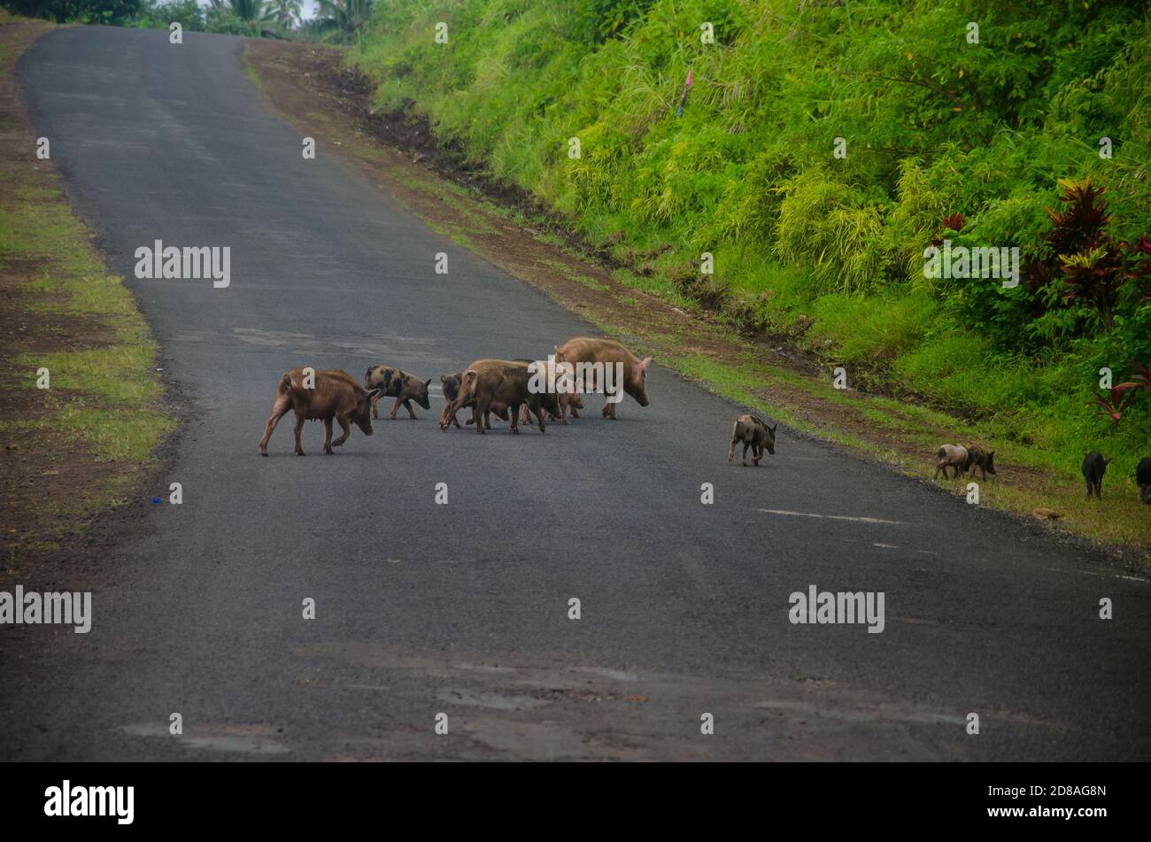 Group of wild pigs crossing the street Stock Photo - Alamy