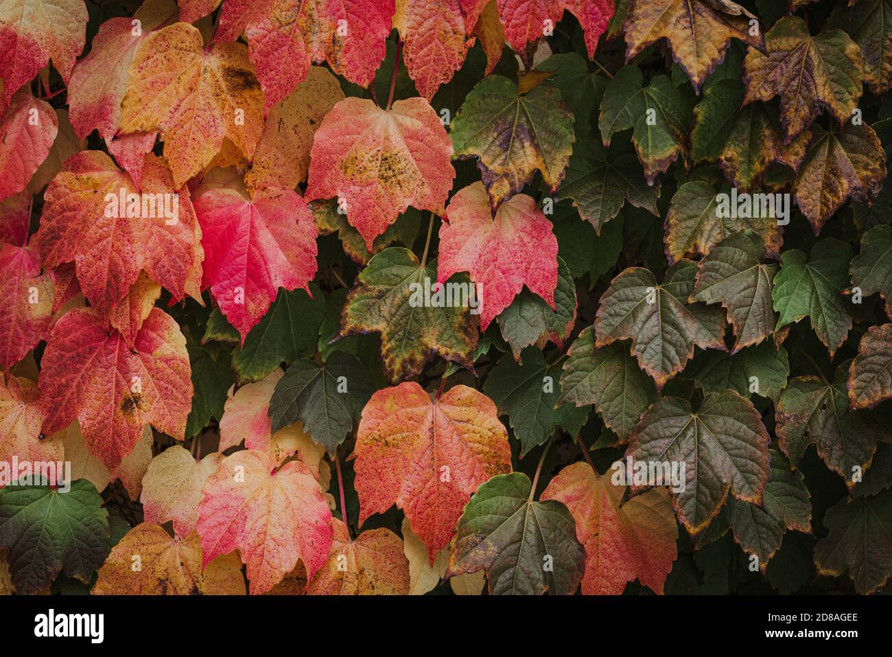 Typical fall foliage leaves hi-res stock photography and images - Alamy