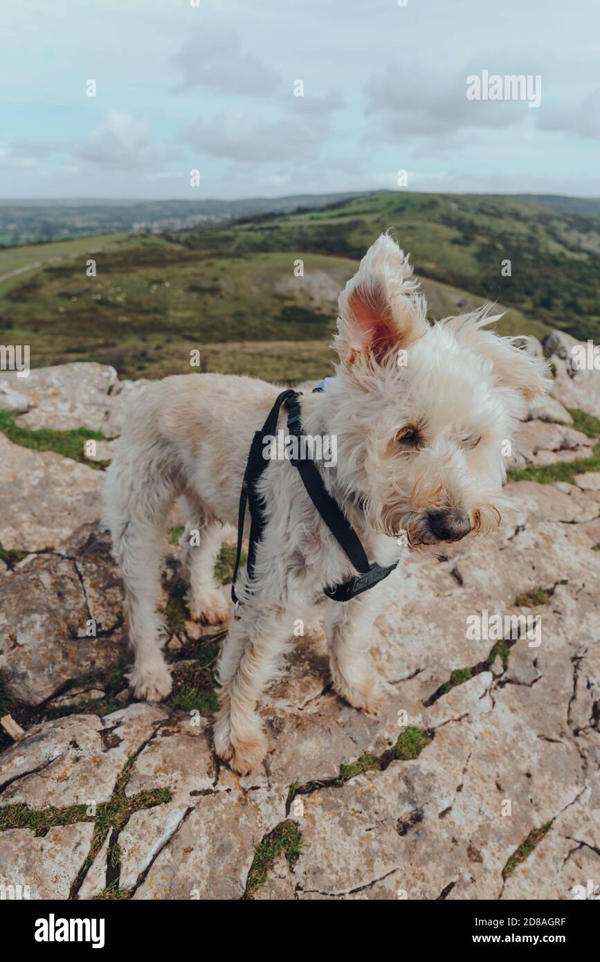 Cute white dog with ears flying in the wind standing on top of the ...