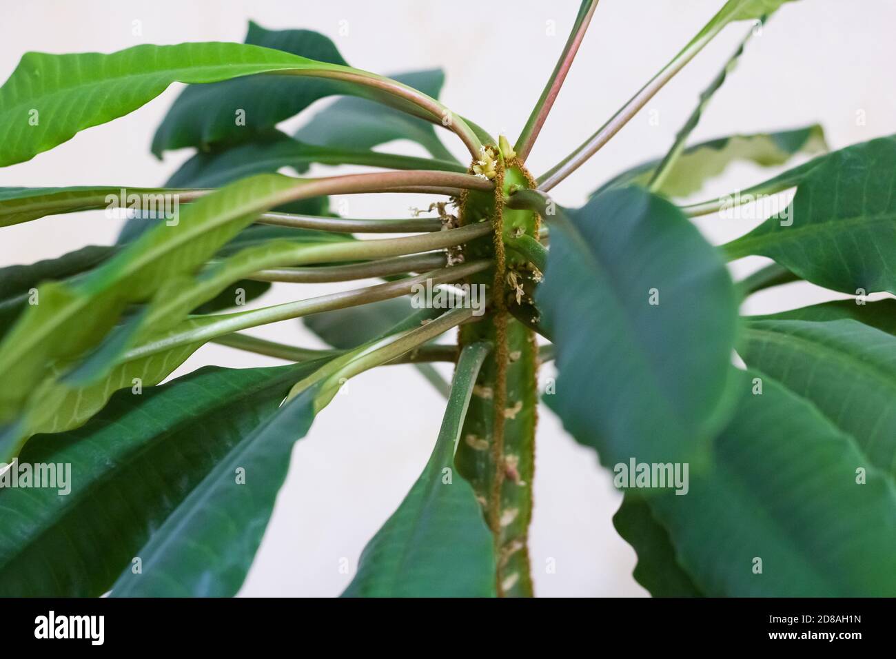 Sparse plant growth hi-res stock photography and images - Alamy