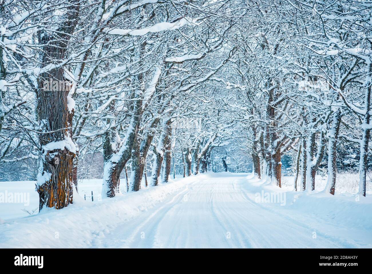 Beautiful snowy alley in the beginning of winter Stock Photo - Alamy