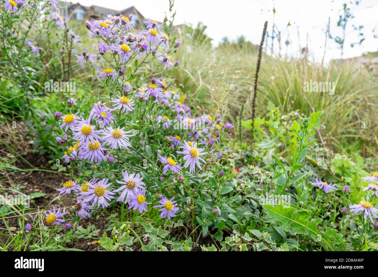 Purple daisies on a slope Stock Photo - Alamy