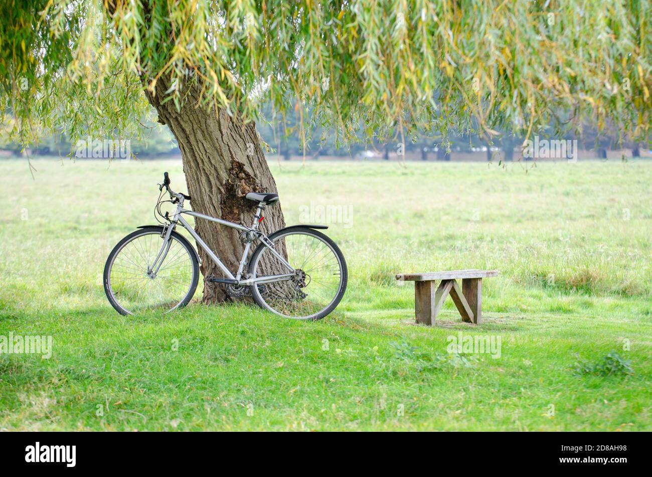 Bike in tree hi-res stock photography and images - Alamy