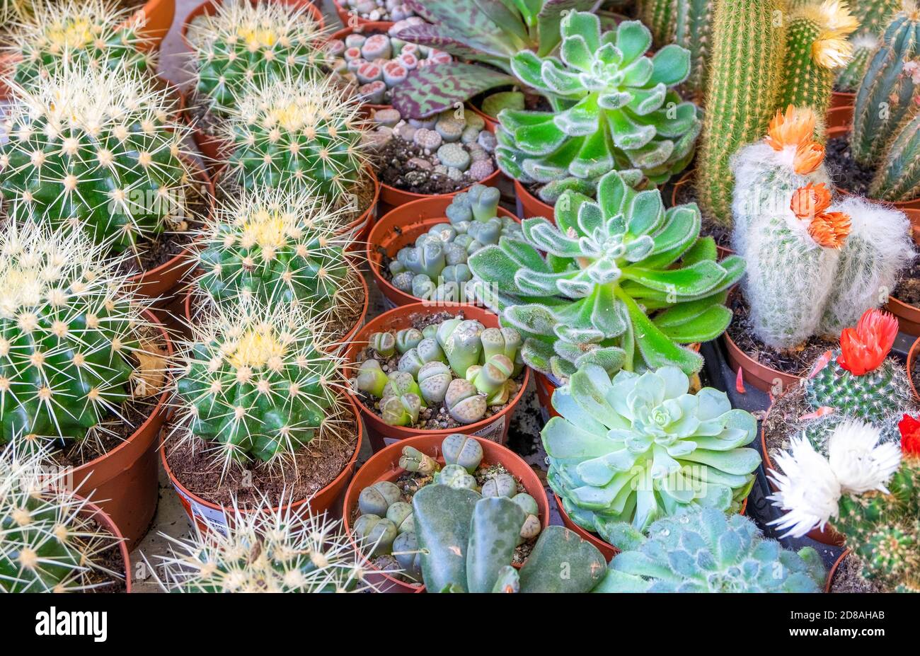 Many cacti and other succulents, top view. Horizontal orientation ...