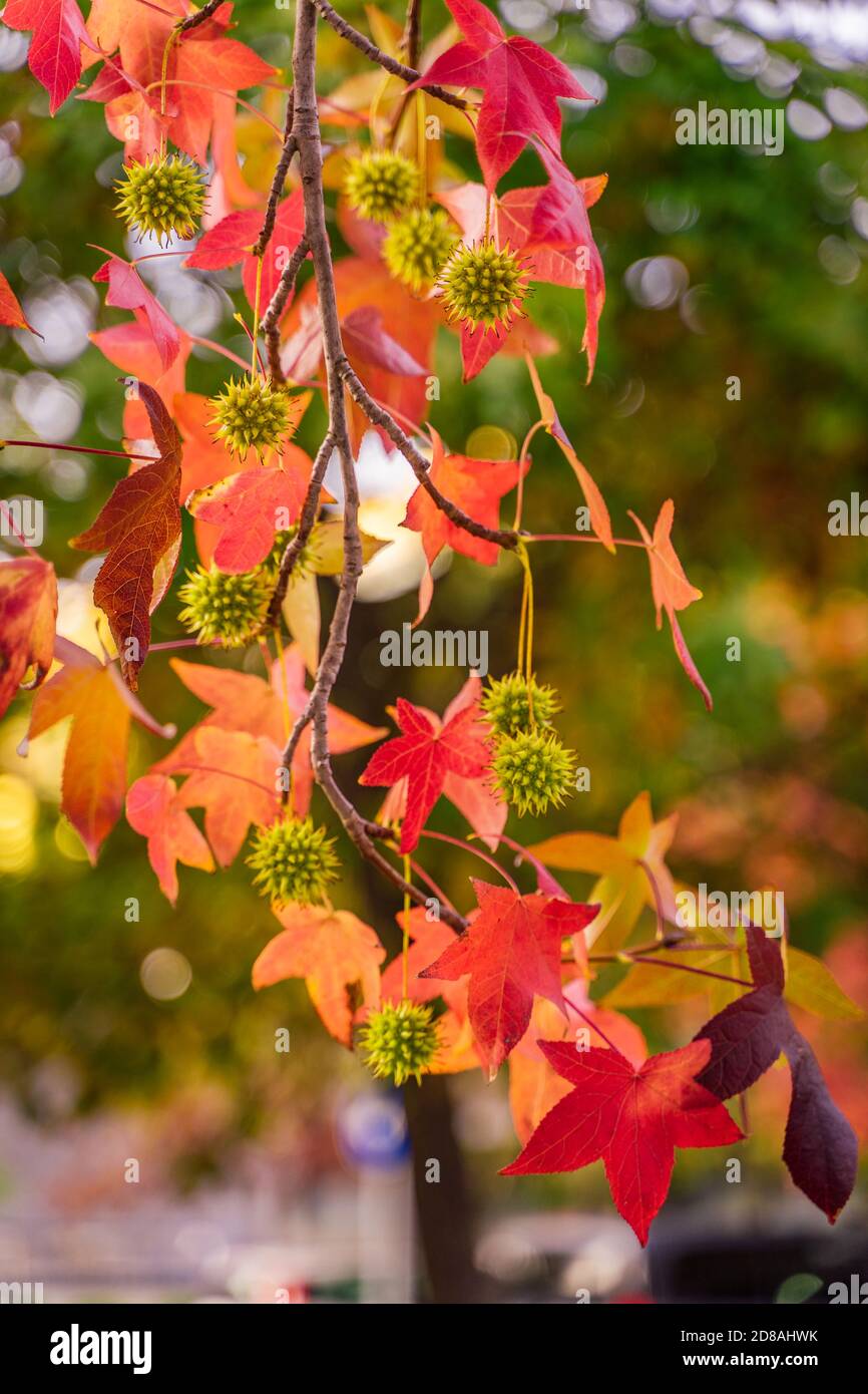Sweet gum tree gumball hi-res stock photography and images - Alamy