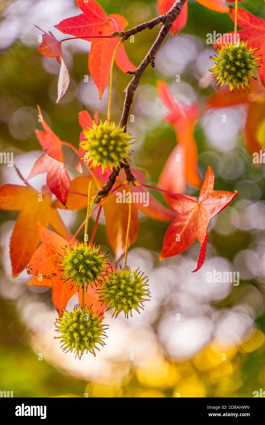 Autumn sweet gum tree fruit ball hi-res stock photography and images ...