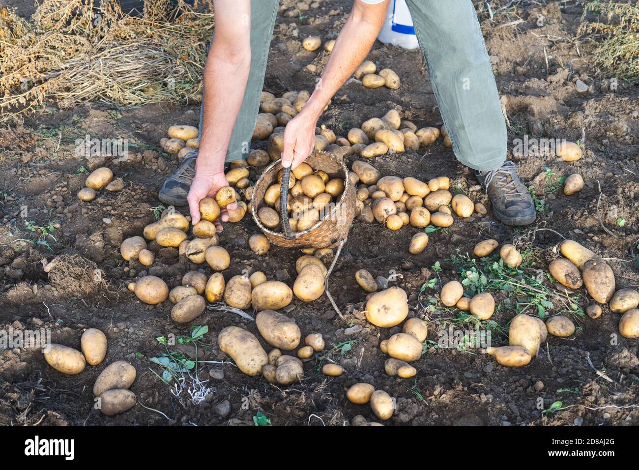 Man picking potatoes on the farm. Agricultural concept Stock Photo - Alamy