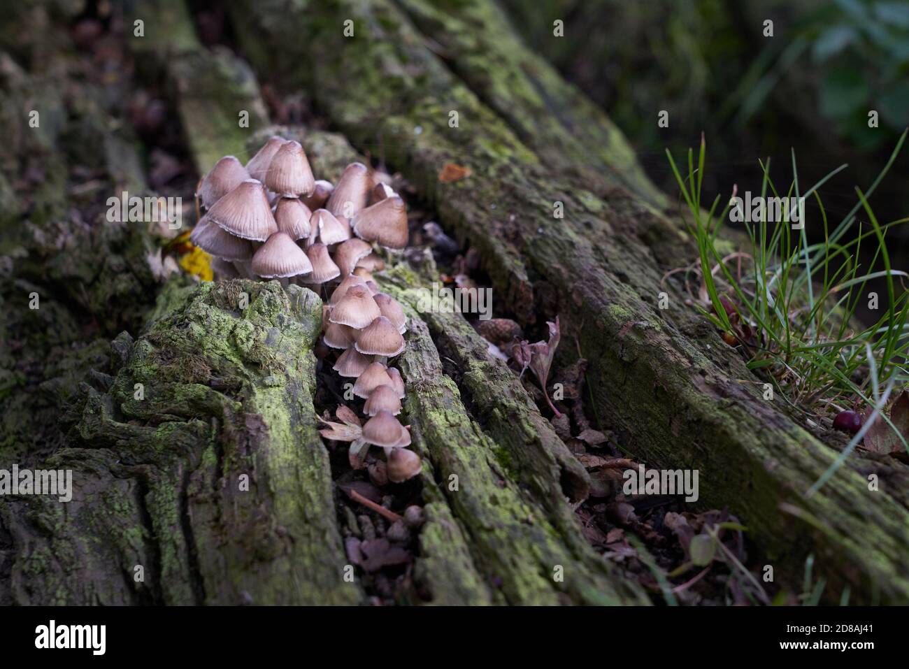 Wood decay fungi hi-res stock photography and images - Alamy