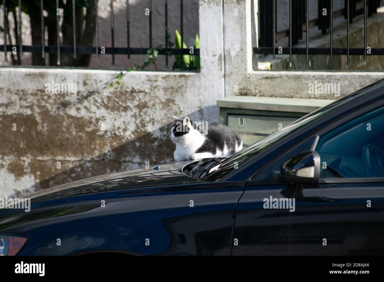 Cat engine hi-res stock photography and images - Alamy