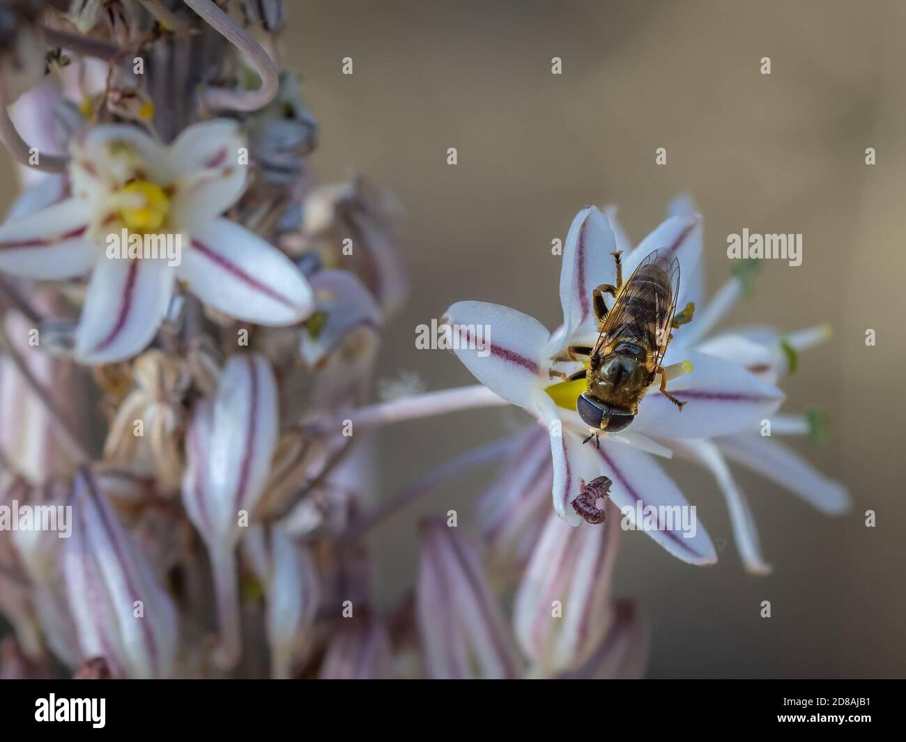 Dipterous hi-res stock photography and images - Alamy