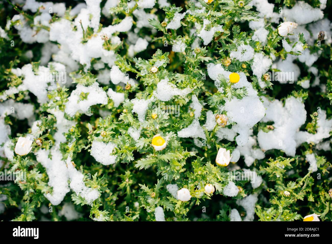 Early flowers oof the spring under snow in a garden Stock Photo - Alamy