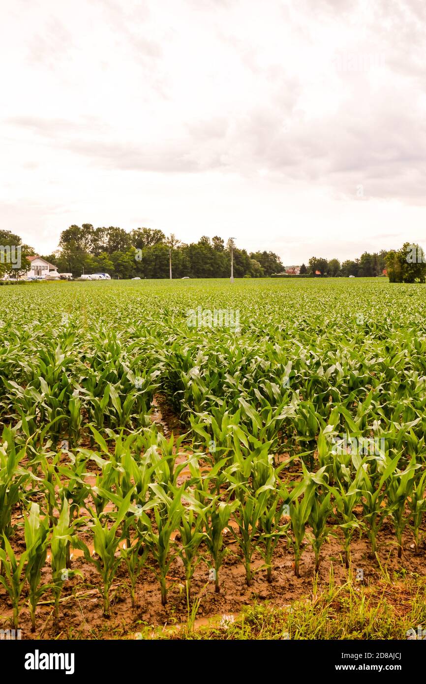 View of Cultivated Field in the countryside Stock Photo - Alamy