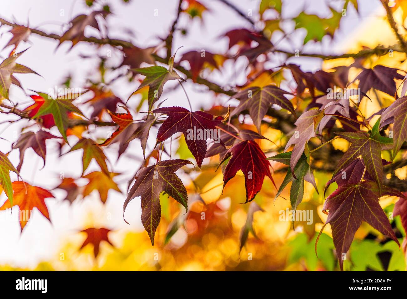 American sweetgum tree hi-res stock photography and images - Alamy