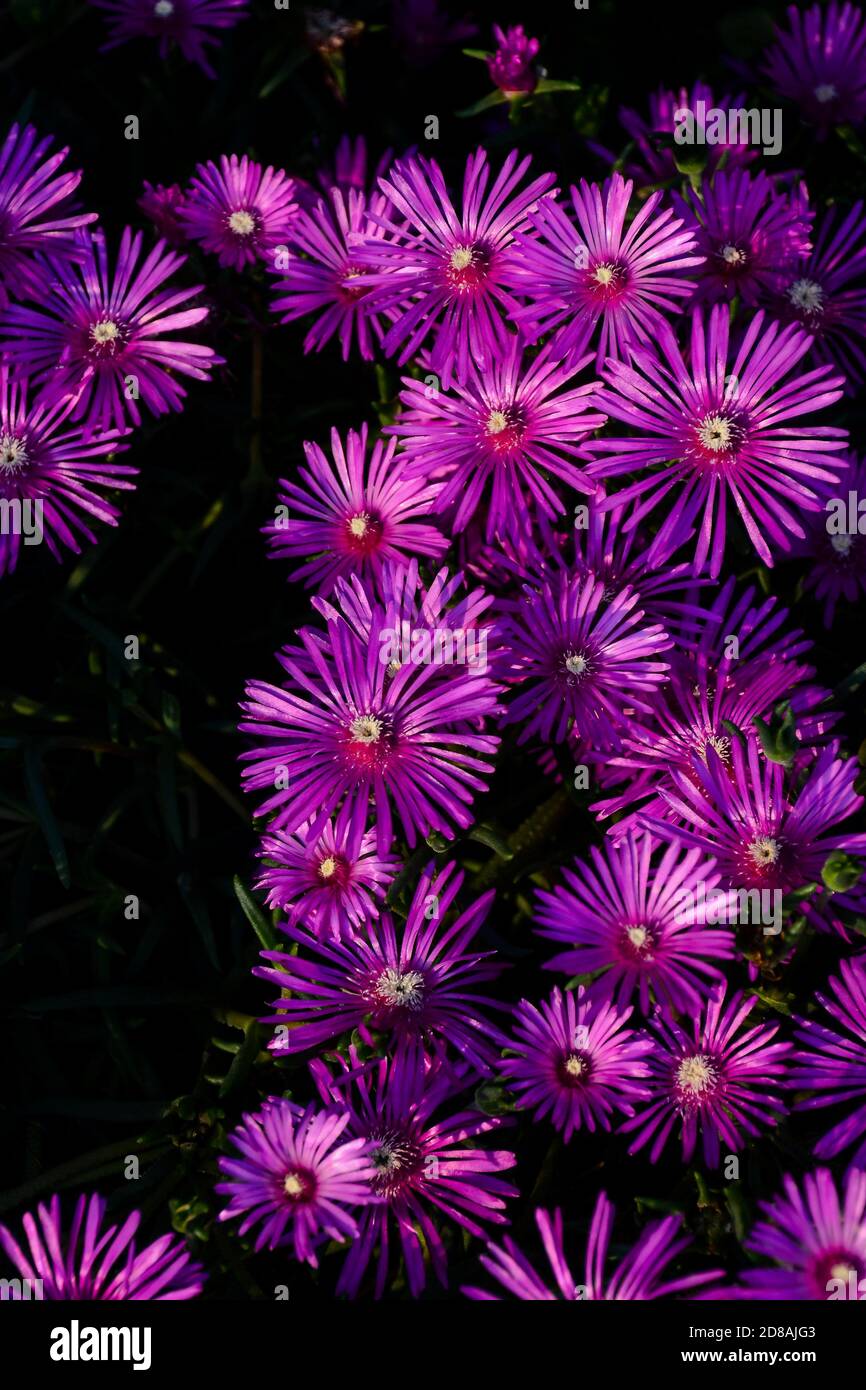 Blooming Flower Background Stock Photo - Alamy