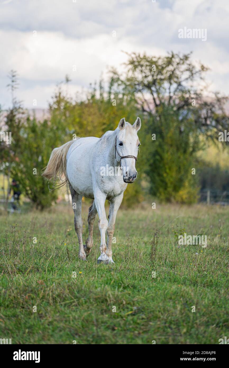 Portrait of beautiful white horse Stock Photo - Alamy