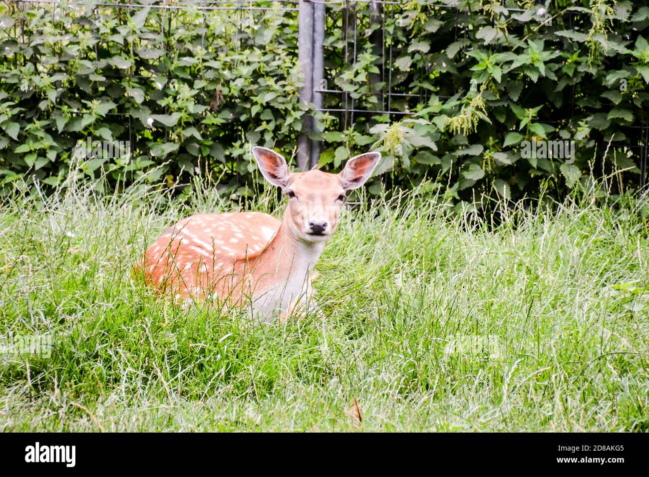 Cute spotted fallow Stock Photo - Alamy