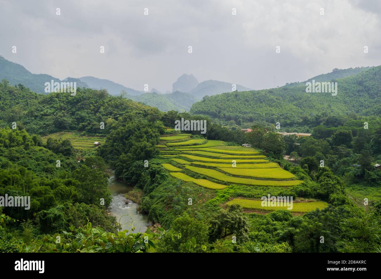 Rice Paddies in the Countryside in Laos Stock Photo - Alamy