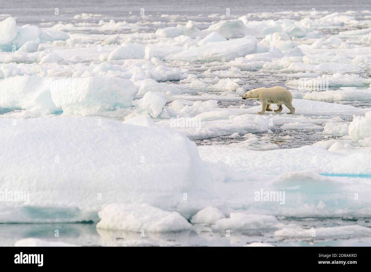 Blood stained polar bear (Ursus maritimus), Svalbard, Norway Stock ...