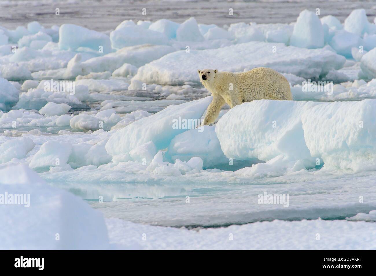 Blood stained polar bear (Ursus maritimus), Svalbard, Norway Stock ...