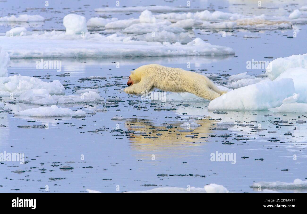 Blood stained polar bear (Ursus maritimus), Svalbard, Norway Stock ...
