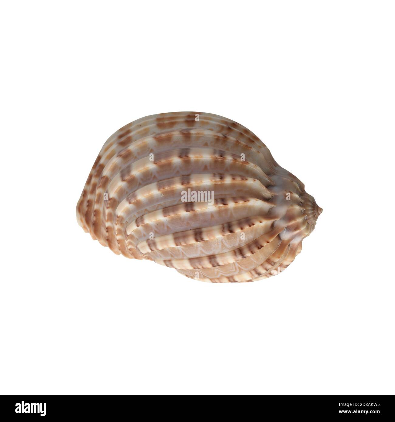 Seashell isolated on white background top view Stock Photo - Alamy