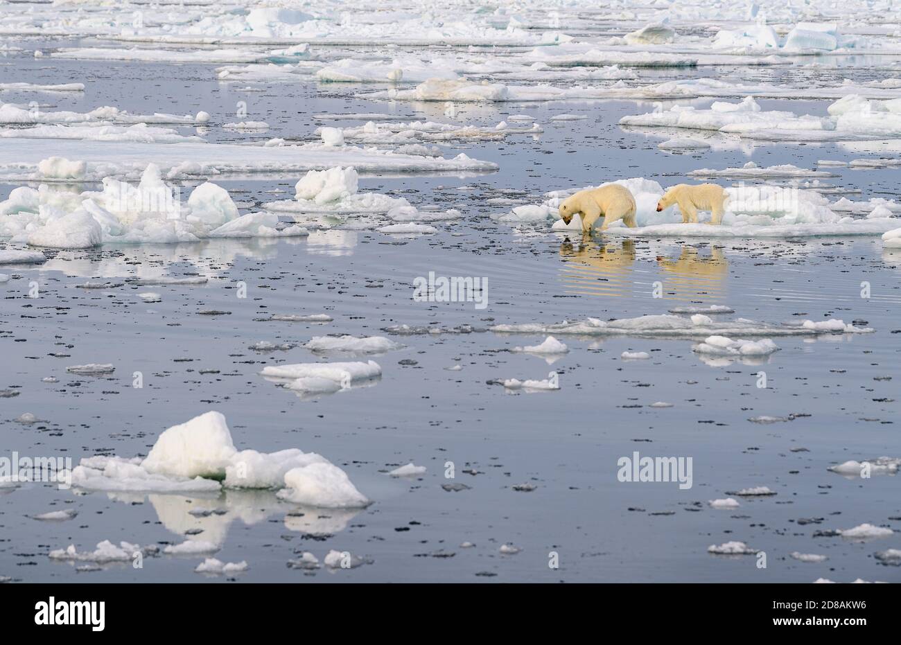 Blood stained polar bear with cub (Ursus maritimus), Svalbard, Norway ...