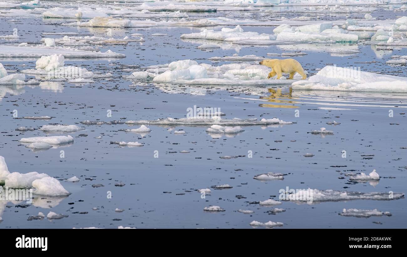 Blood stained polar bear (Ursus maritimus), Svalbard, Norway Stock ...