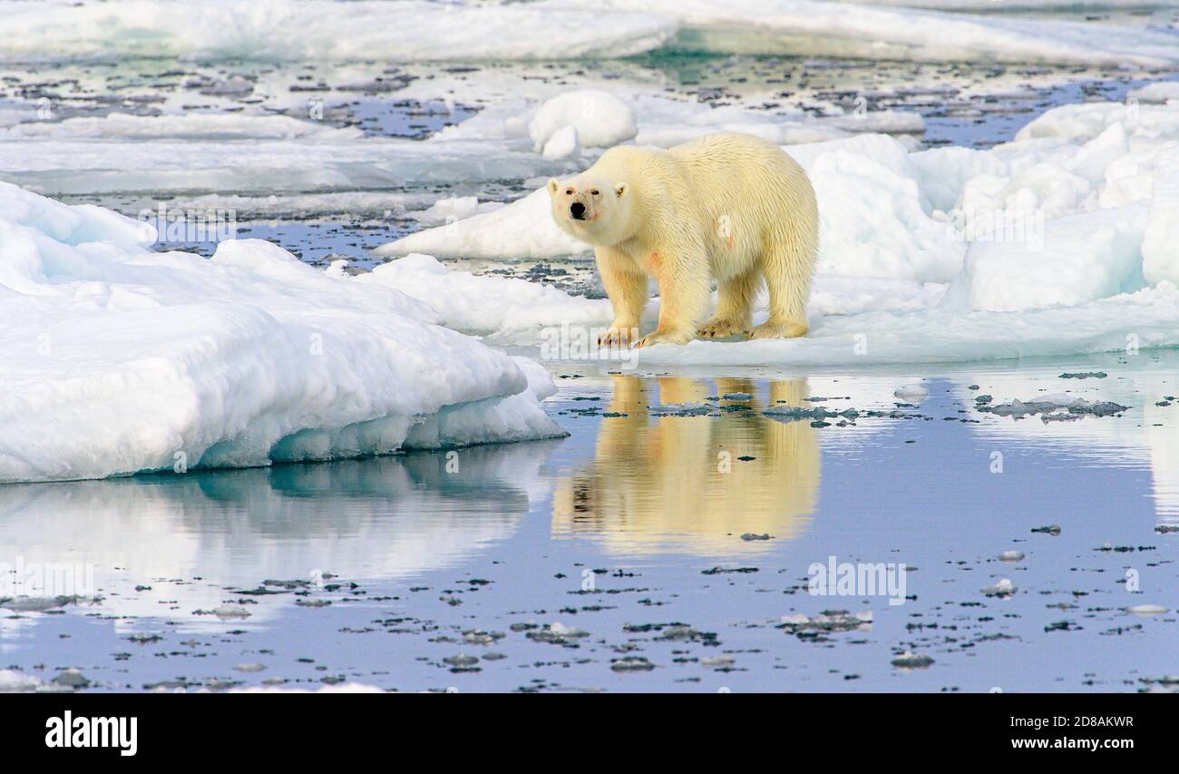 Blood stained polar bear (Ursus maritimus), Svalbard, Norway Stock ...
