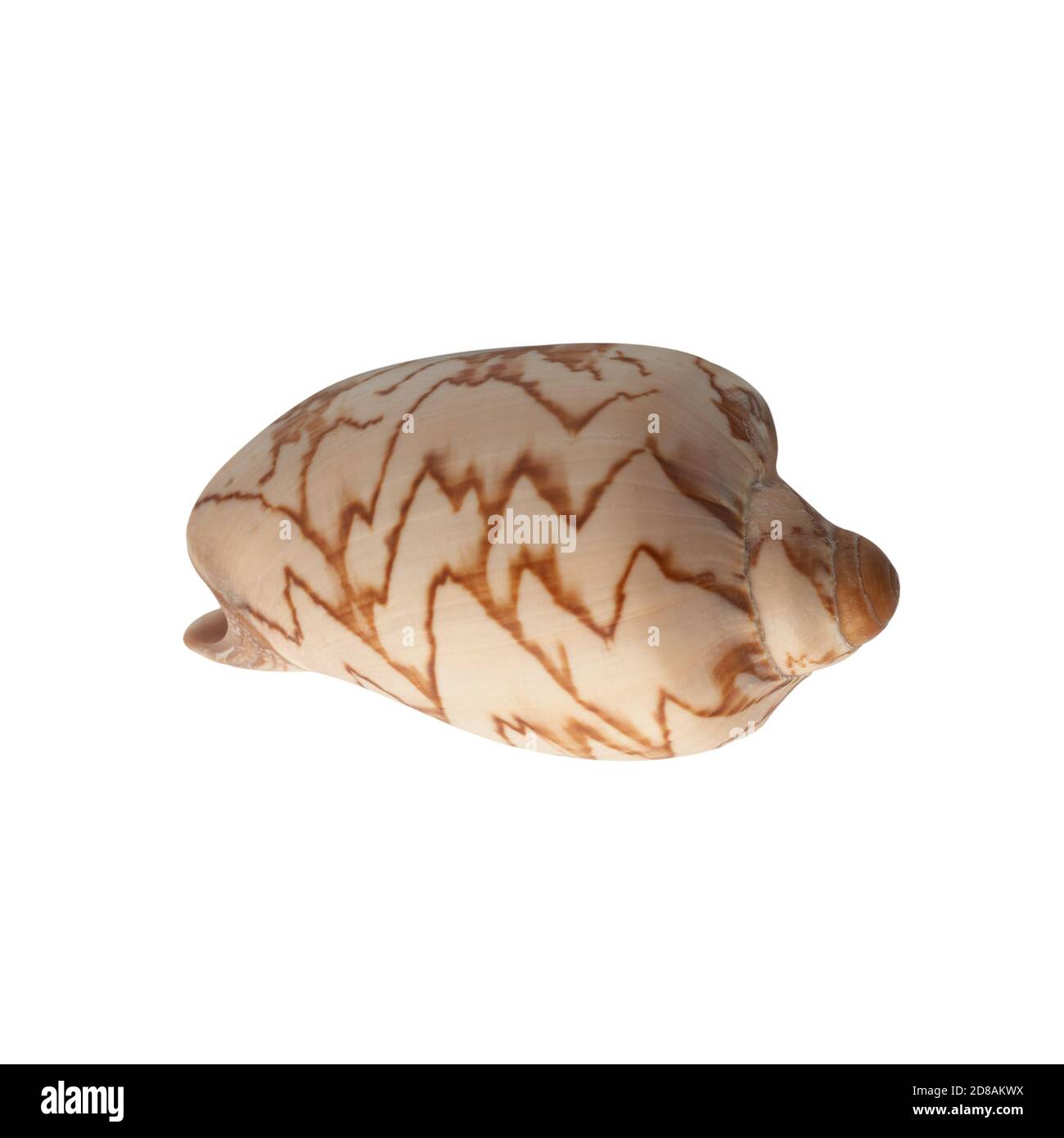 Seashell isolated on white background top view Stock Photo - Alamy