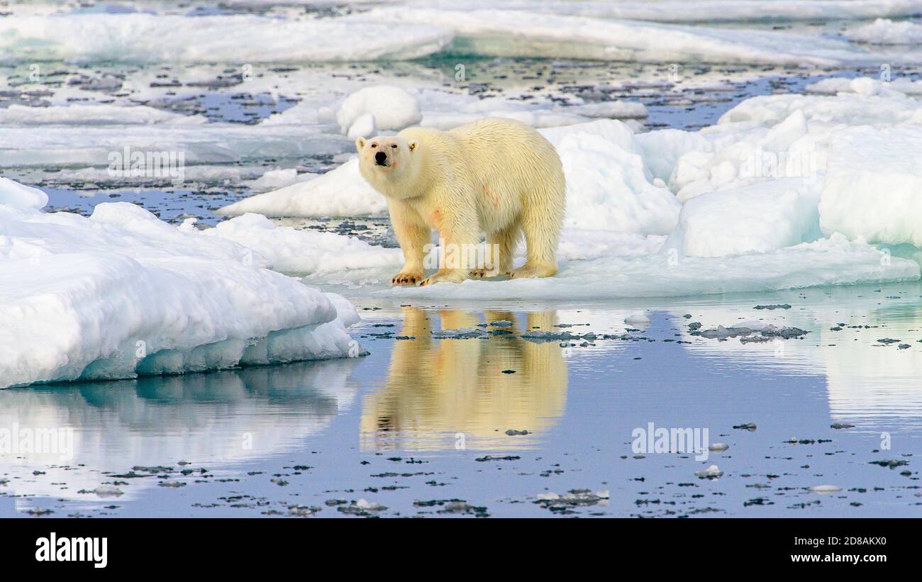 Blood stained polar bear (Ursus maritimus), Svalbard, Norway Stock ...