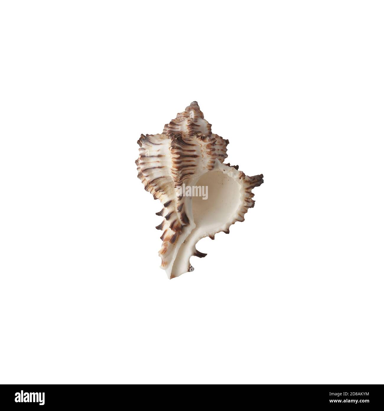 Seashell isolated on white background top view Stock Photo - Alamy