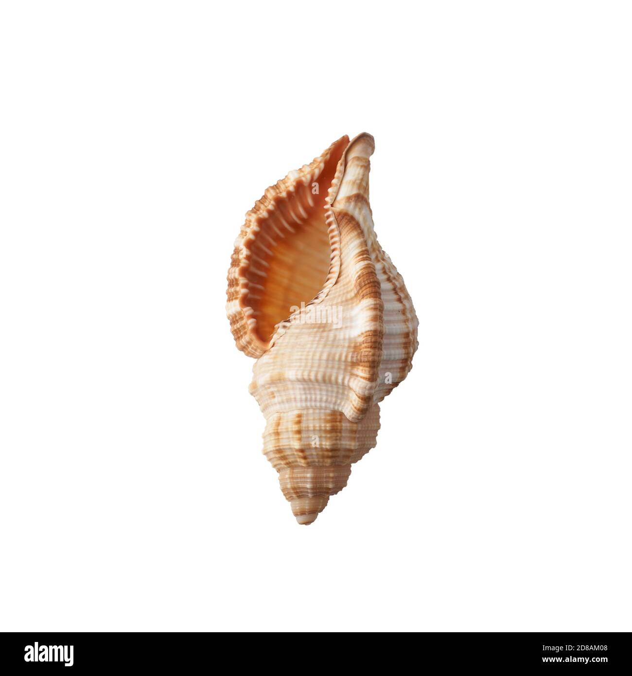 Seashell isolated on white background top view Stock Photo - Alamy