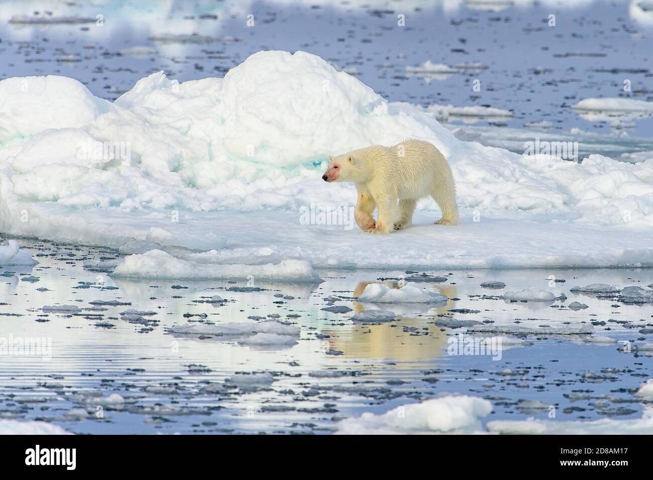 Blood stained polar bear (Ursus maritimus), Svalbard, Norway Stock ...