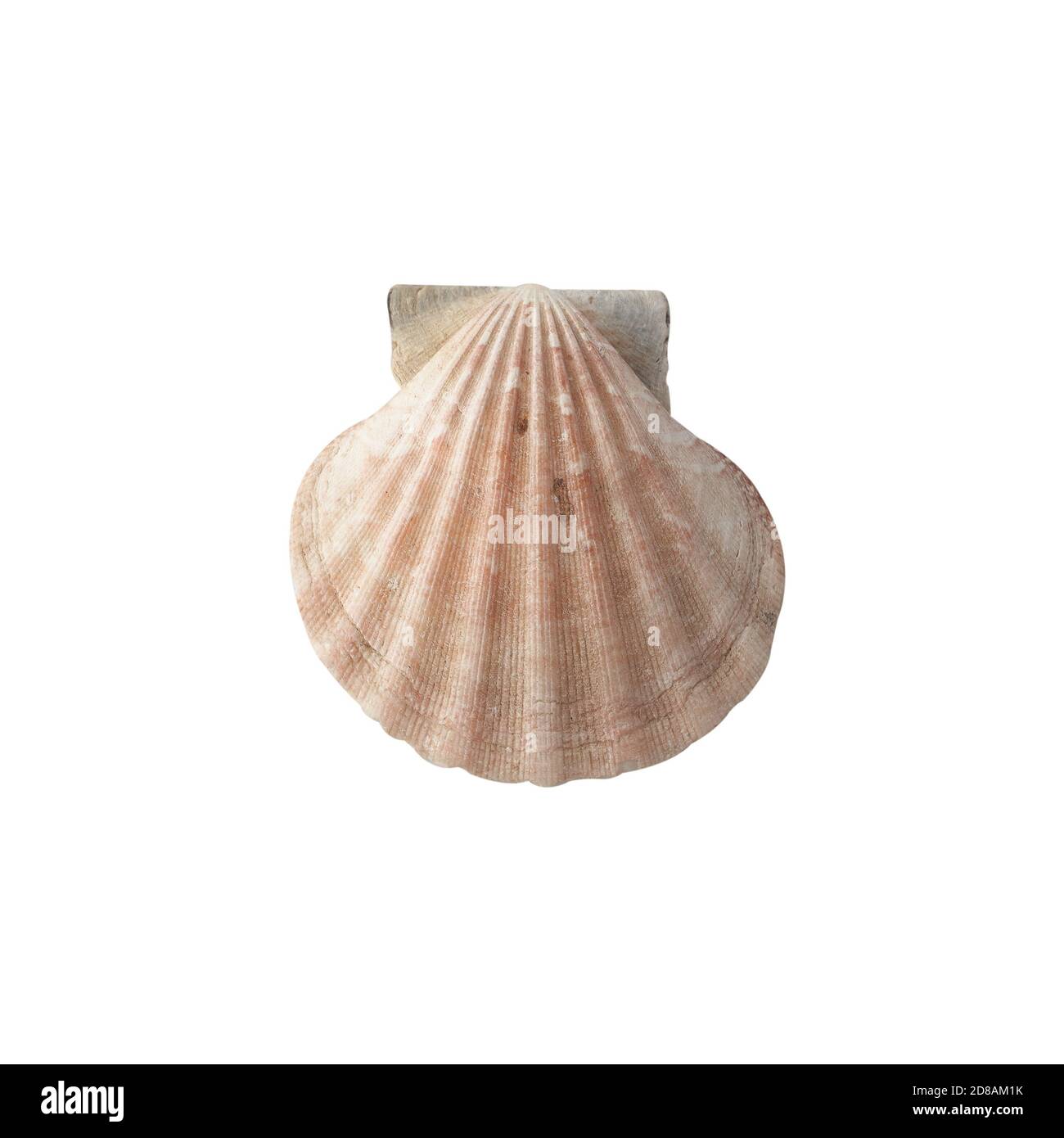 Seashell isolated on white background top view Stock Photo - Alamy