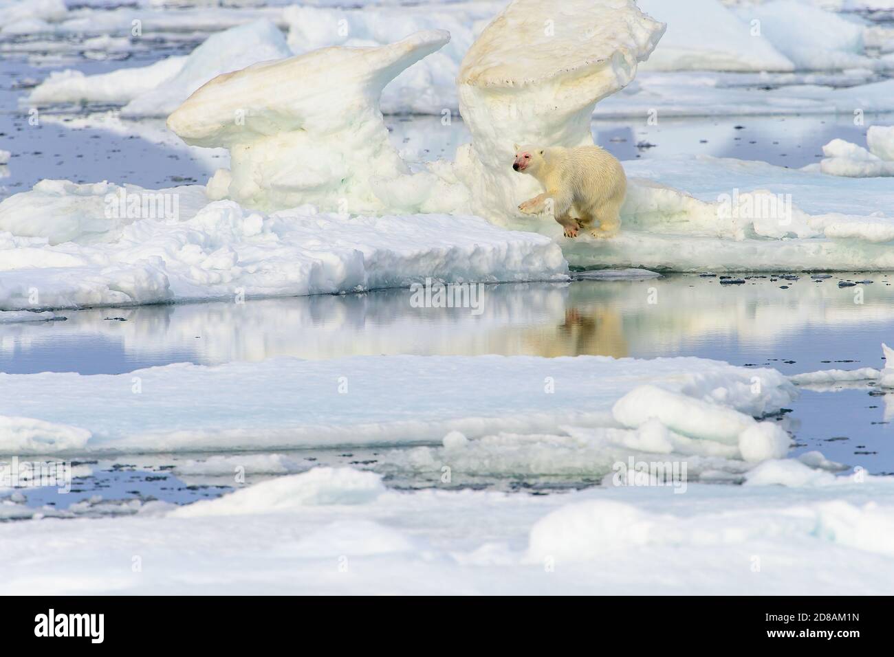 Blood stained polar bear (Ursus maritimus), Svalbard, Norway Stock ...