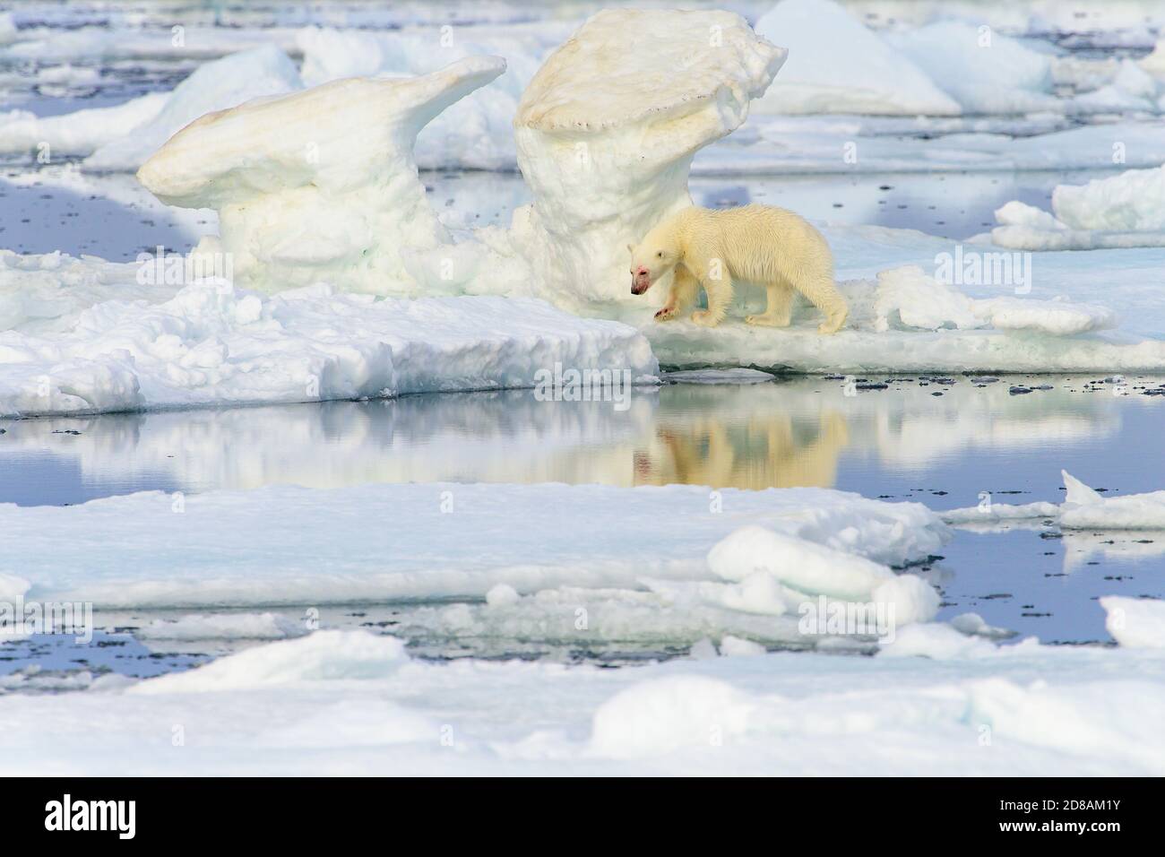 Blood stained polar bear (Ursus maritimus), Svalbard, Norway Stock ...