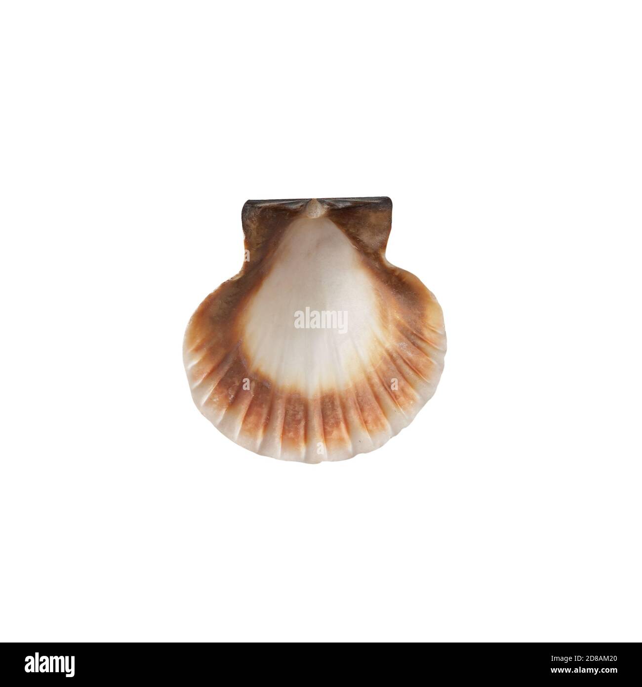 Seashell isolated on white background top view Stock Photo - Alamy