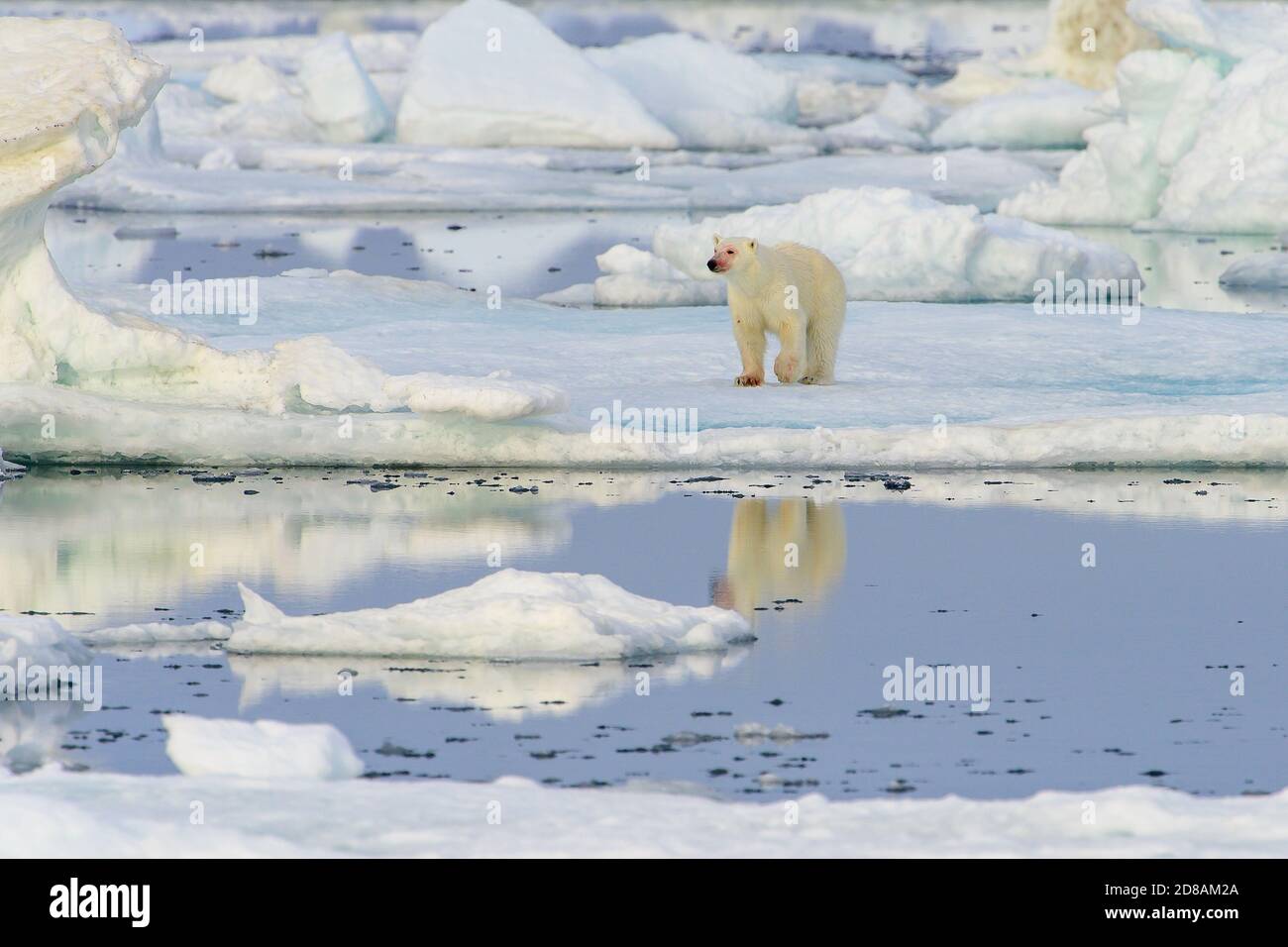 Blood stained polar bear (Ursus maritimus), Svalbard, Norway Stock ...