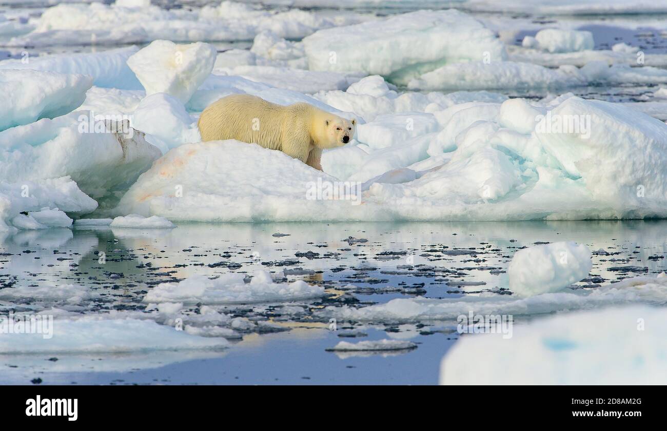 Blood stained polar bear (Ursus maritimus), Svalbard, Norway Stock ...