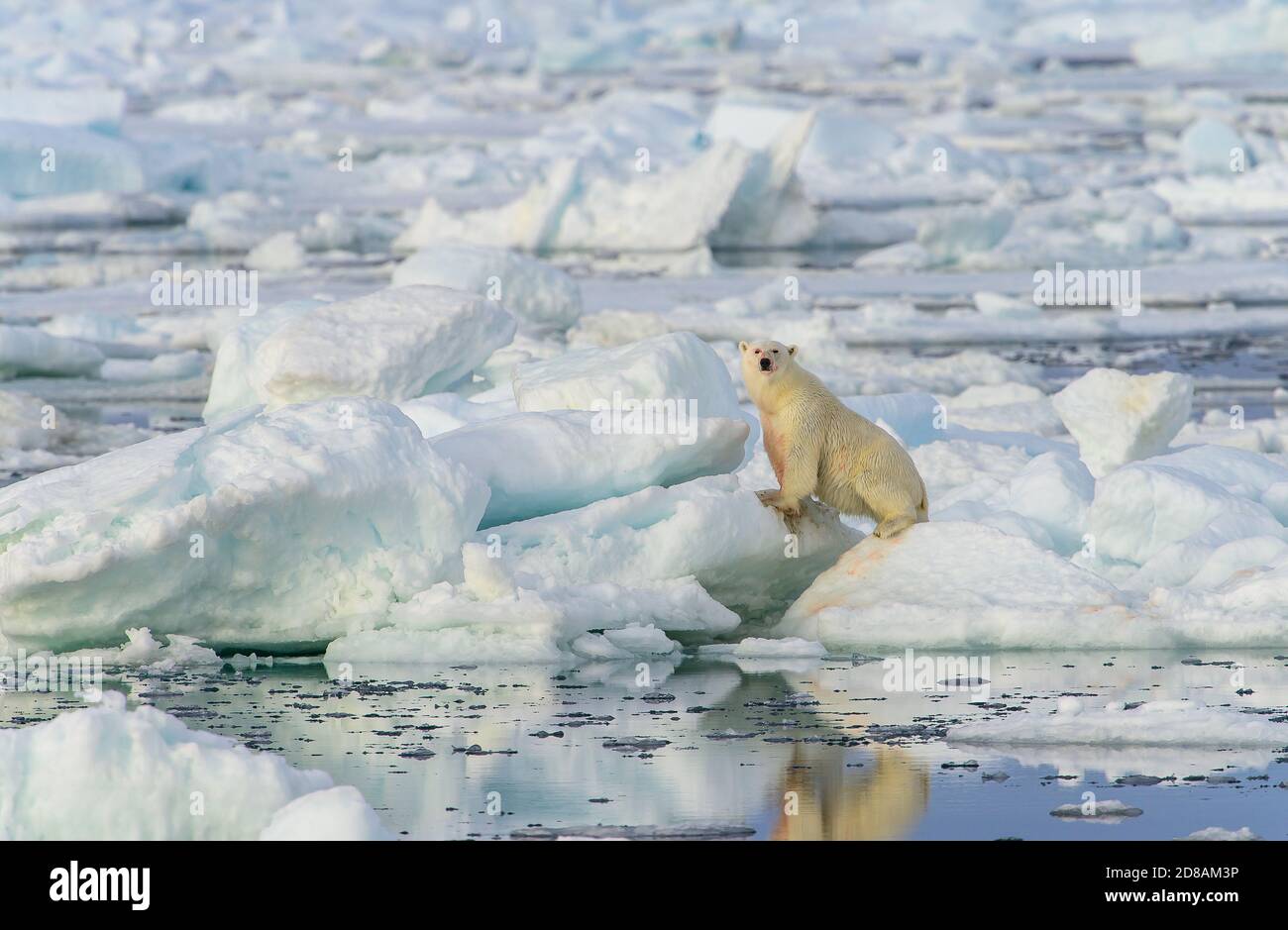 Blood stained polar bear (Ursus maritimus), Svalbard, Norway Stock ...