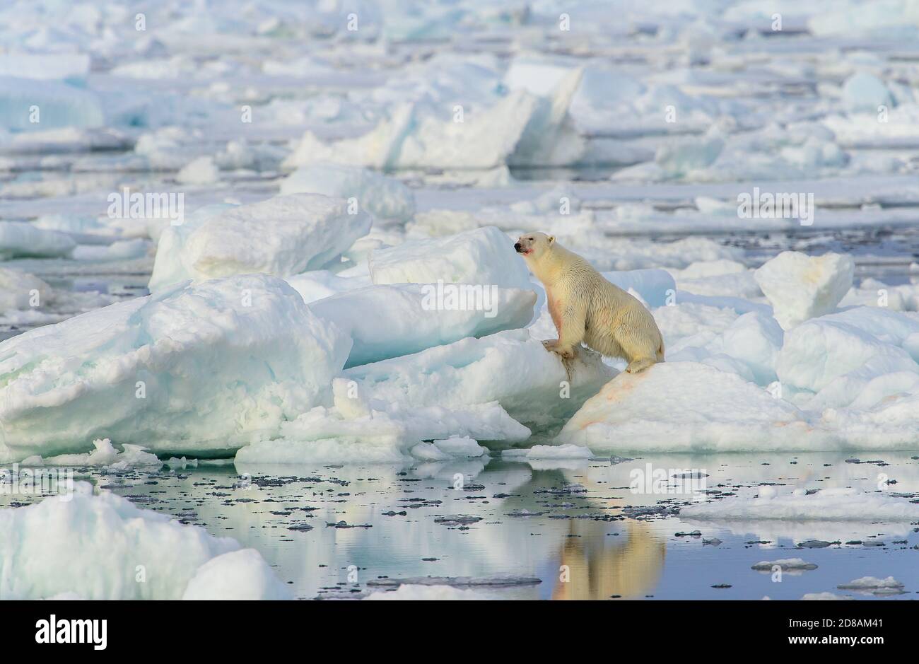 Blood carnivor hi-res stock photography and images - Alamy