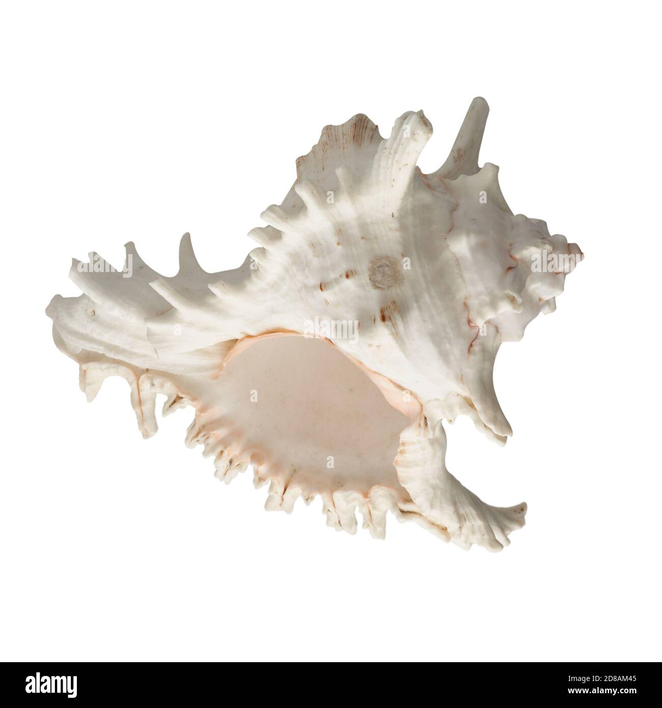 Seashell isolated on white background top view Stock Photo - Alamy