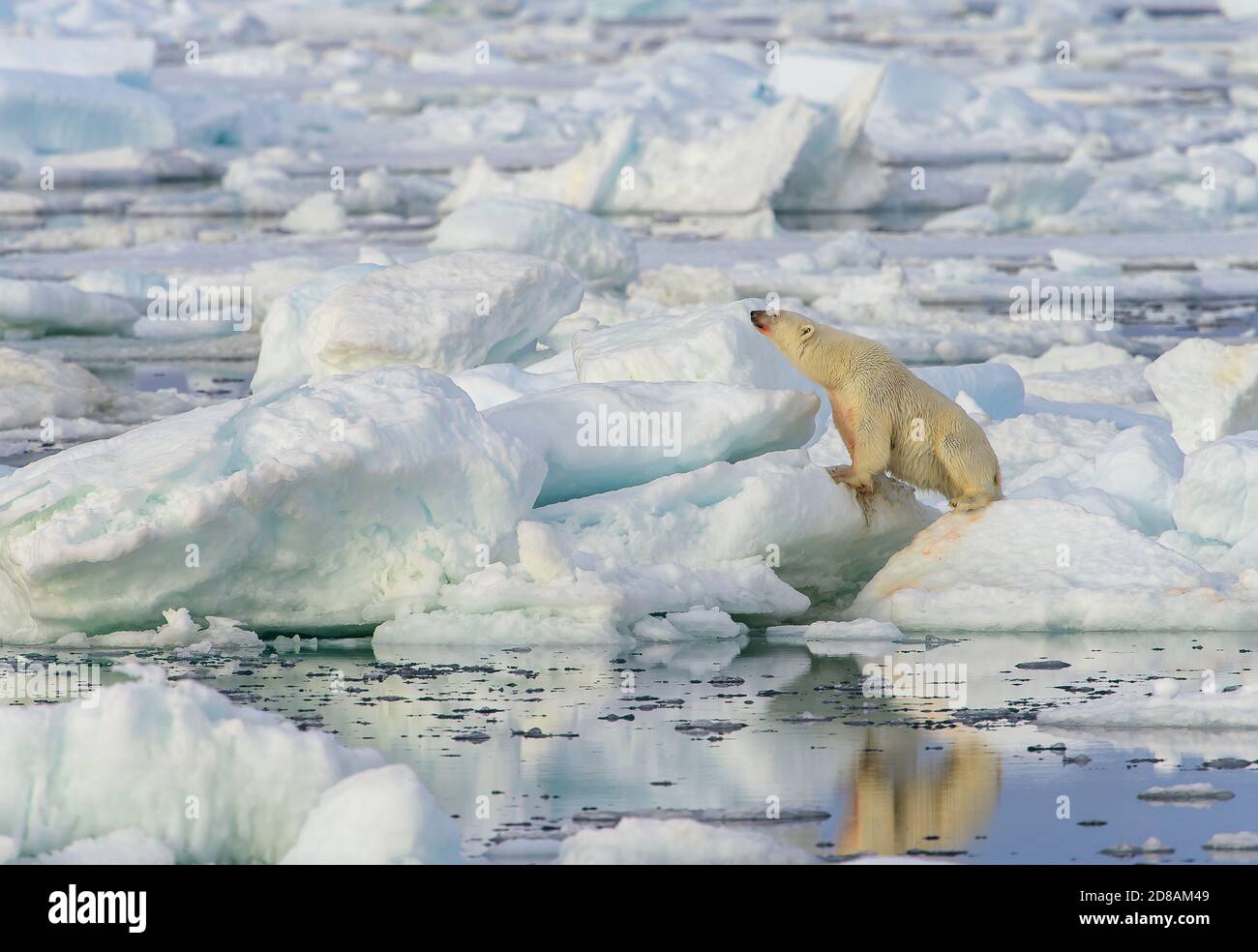 Blood stained polar bear (Ursus maritimus), Svalbard, Norway Stock ...