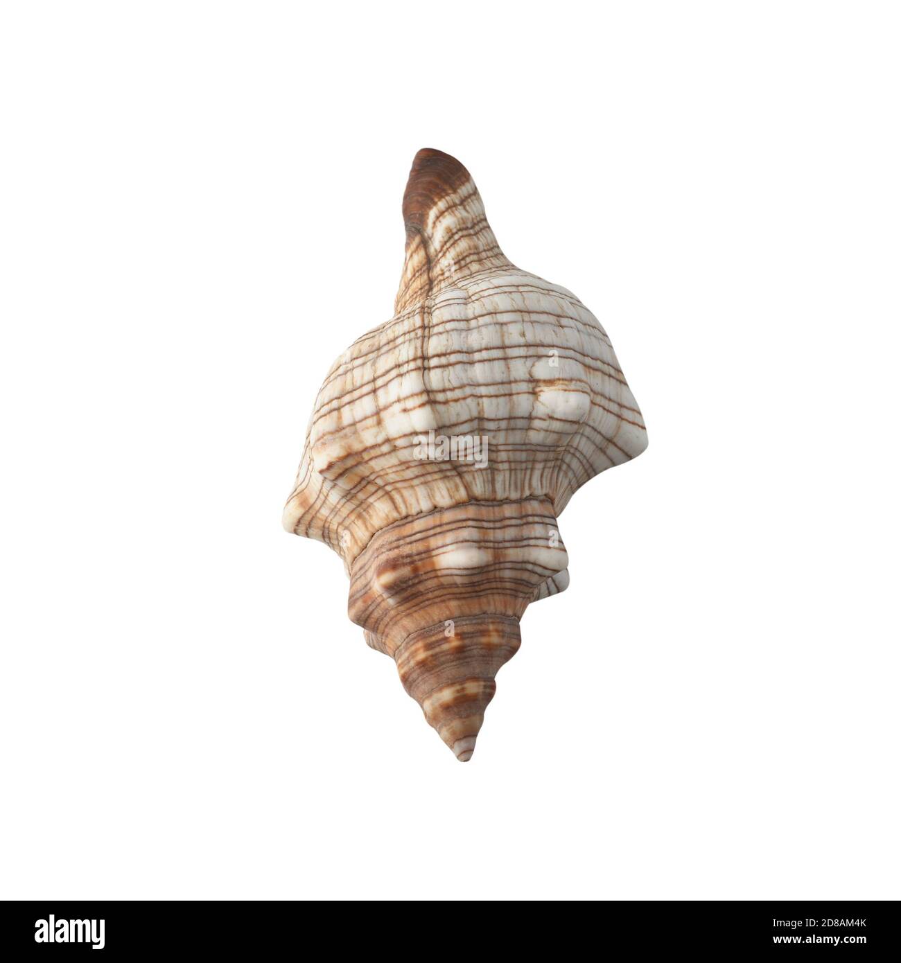 Seashell isolated on white background top view Stock Photo - Alamy