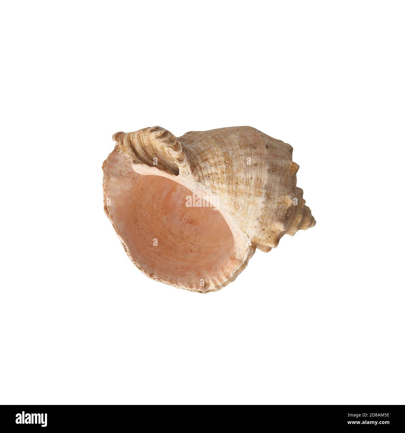 Seashell isolated on white background top view Stock Photo - Alamy