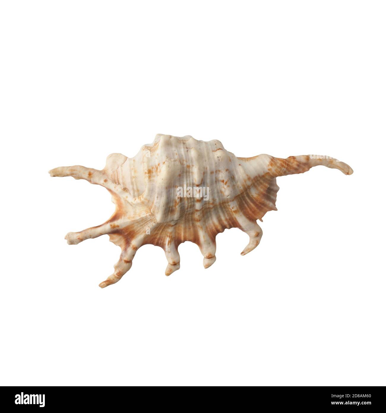 Seashell isolated on white background top view Stock Photo - Alamy